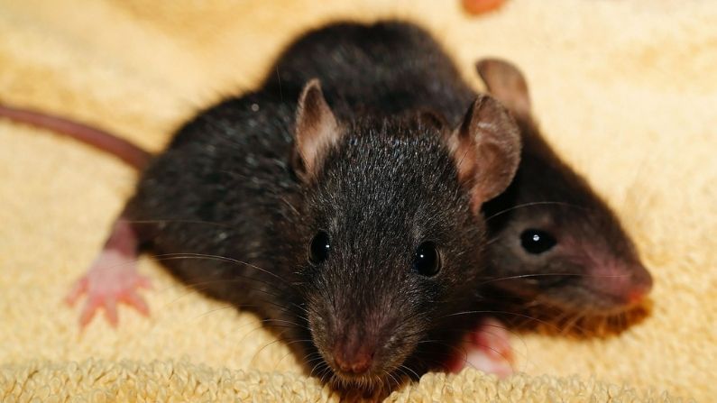 ১৯ দিনের সন্তানকে খাওয়াতে গিয়ে মায়ের চক্ষু চড়কগাছ, নার্সারি ...