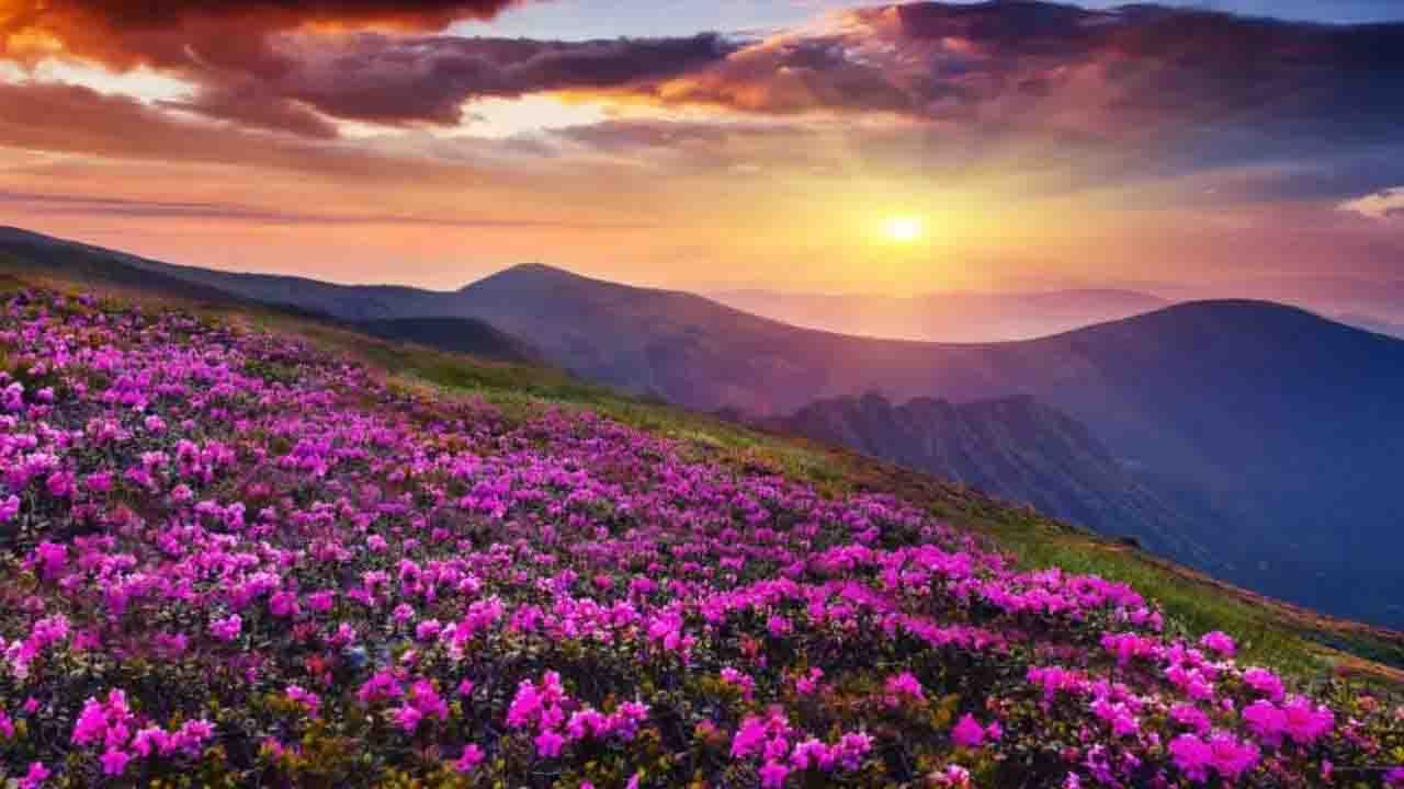 Flower Valley: ঘুরে আসুন ভারতের এই ফুলের উপত্যকাগুলিতে! - Flower ...