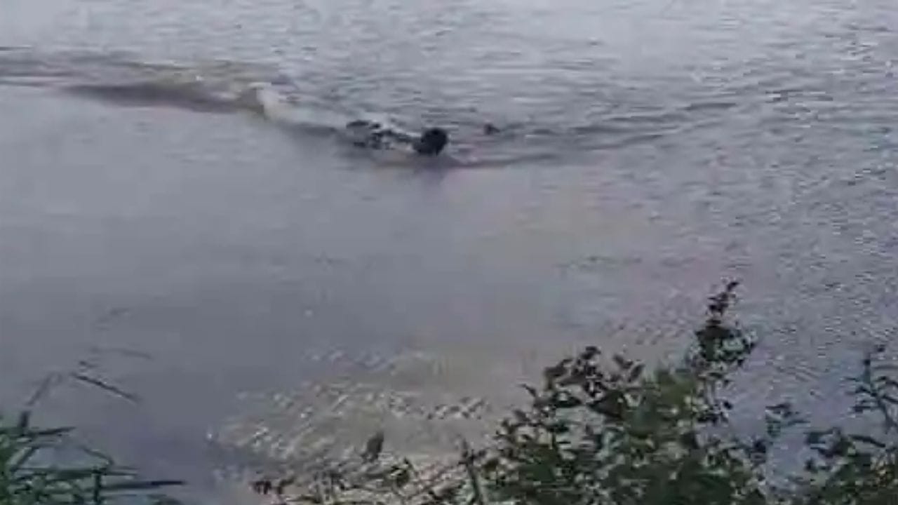 Viral Video: বেশ শান্তিতে হ্রদে সাঁতার কাটছিলেন যুবক...হঠাৎই তাড়া করে ...