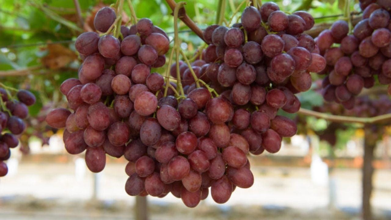 World's Costliest Grape: একটা আঙুরের দাম ৩৫,০০০ টাকা! এত দামের কারণ কী ...