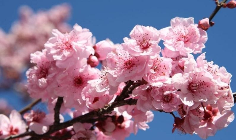Cherry Blossom Festival: করোনার আতঙ্কের মধ্যেই শুরু হচ্ছে বিখ্যাত চেরি ...