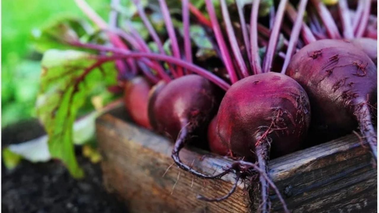 Avoid Beetroot: বিট স্বাস্থ্যকর সবজি, কিন্তু এমন কিছু ক্ষেত্র আছে যখন ...