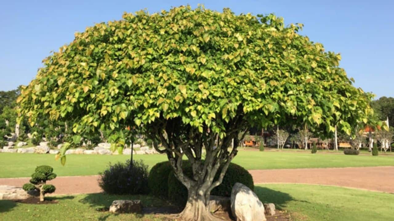 Peepal Tree Benefits: অশ্বত্থ গাছের পাতার একাধিক উপকারিতা রয়েছে, এক ...