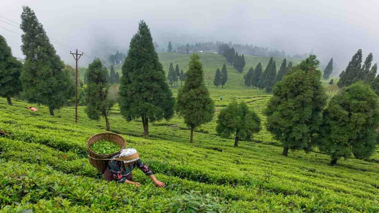 Assam: এই শীতে অসম যাওয়ার পরিকল্পনা করছেন? এই জায়গাগুলিকে রাখুন বাকেট ...