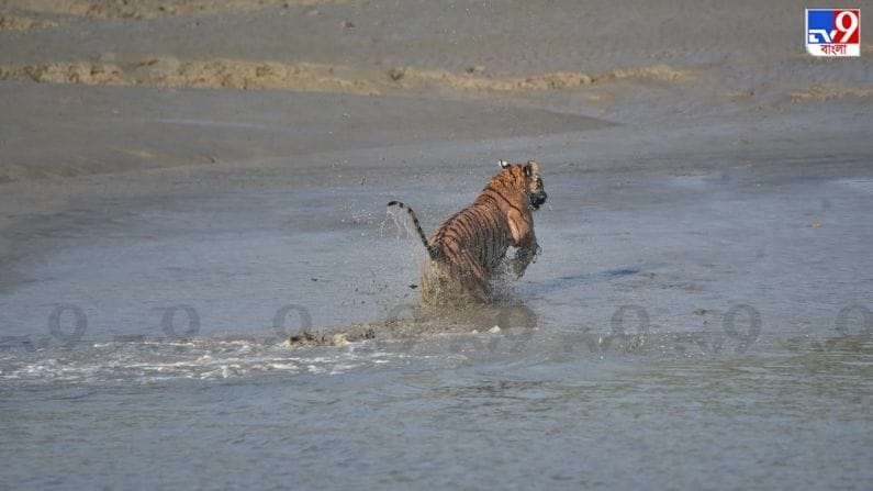 Royal Bengal Tiger: দুয়ারে দক্ষিণরায়! বার-বার কেন জঙ্গল পেরিয়ে ...