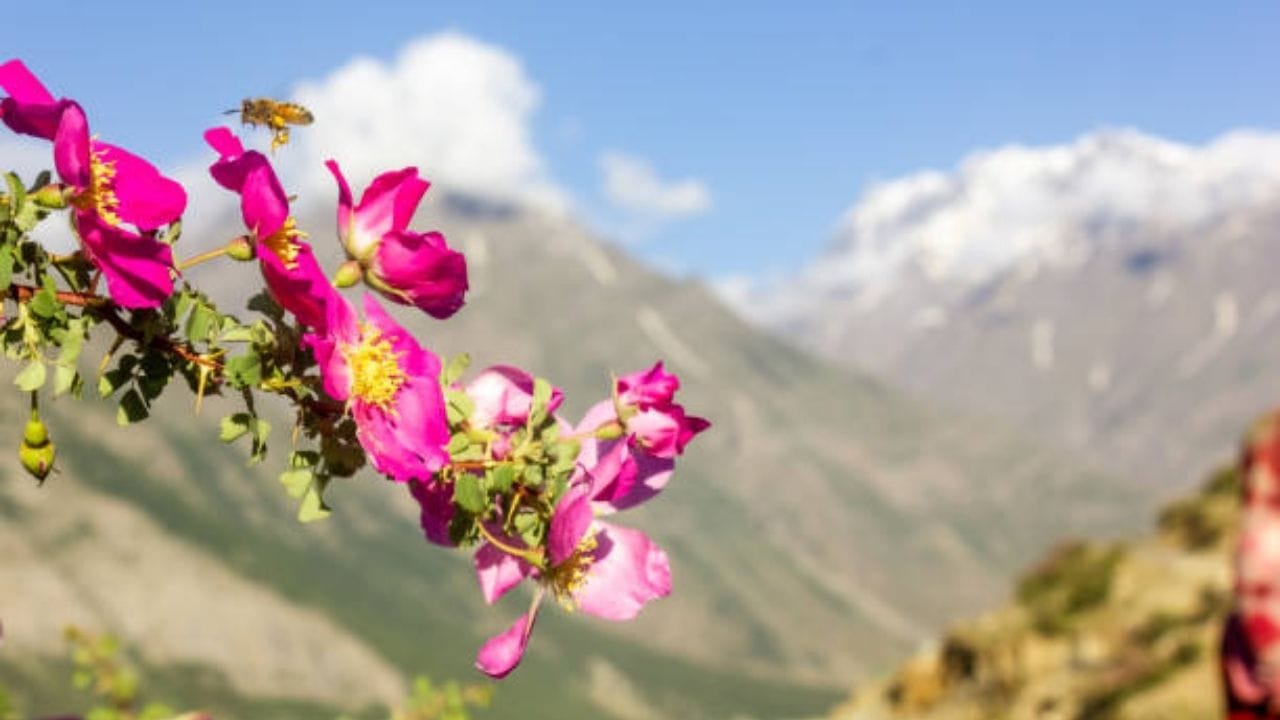 Himachal Pradesh: বসন্তের আমেজে হিমাচল প্রদেশের এমন ‘বিষ্ময়কর রূপ ...