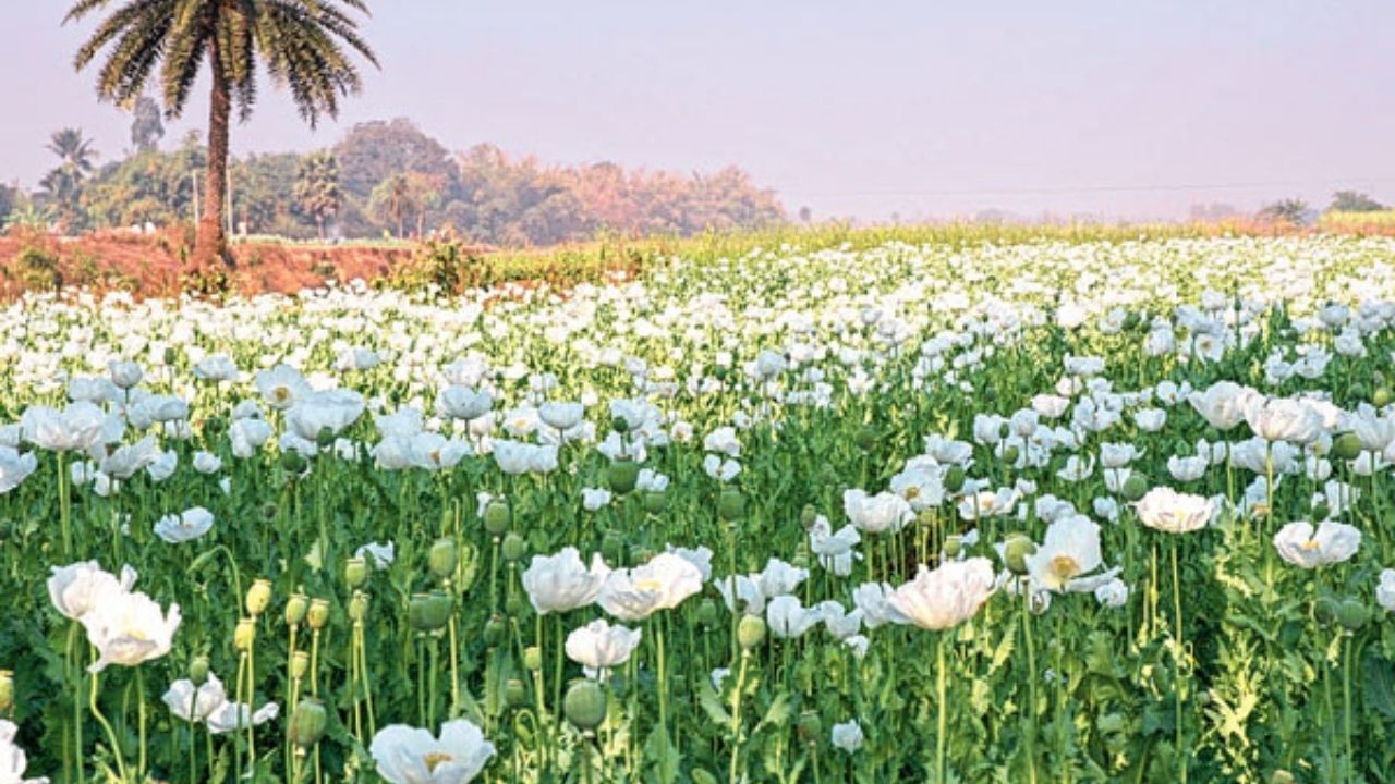 Preventing Poppy Farming: রমরমিয়ে অবৈধ পোস্ত চাষ! ট্র্যাক্টর দিয়ে ১০০ ...