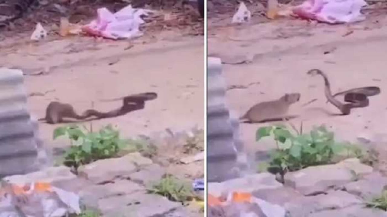 Viral Video: সেয়ানে সেয়ানে টক্কর! ভয়ঙ্কর সাপকে কঠিন চ্যালেঞ্জের ...
