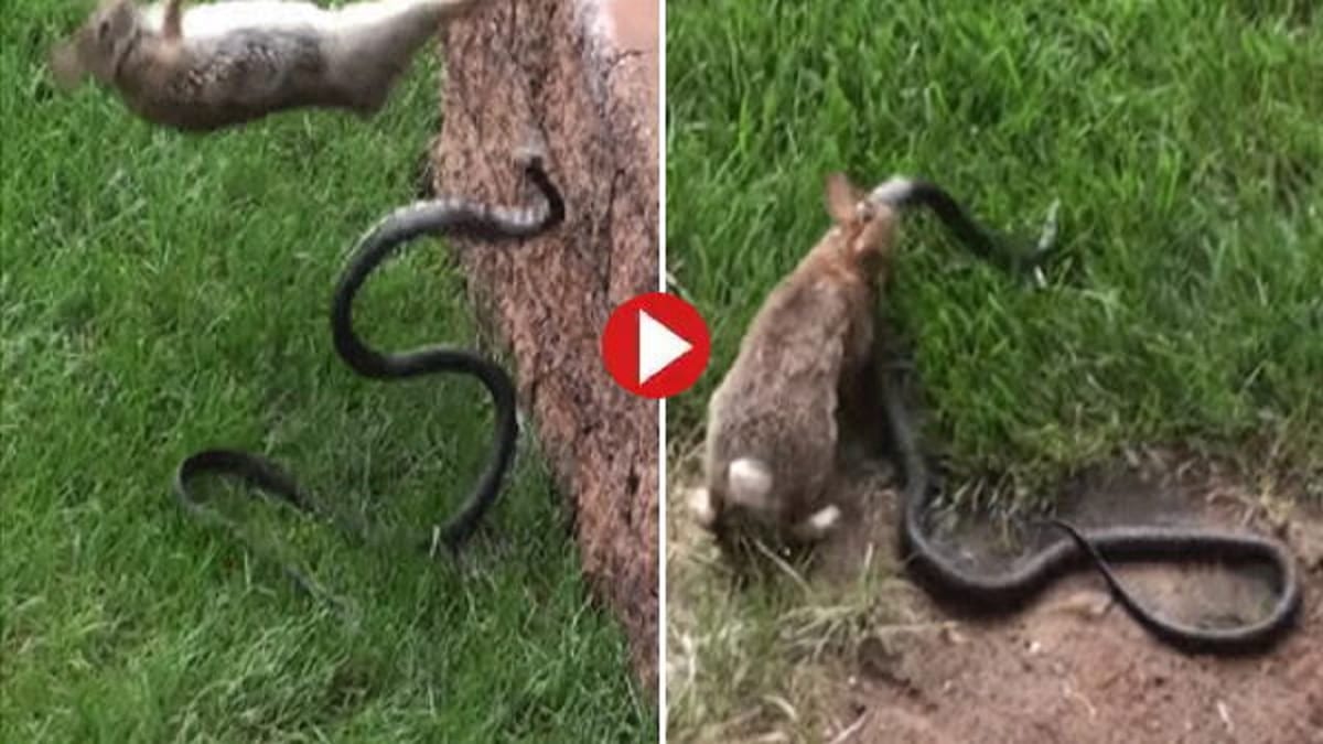 Viral Video: আক্রমণ করতে এসে খরগোশের ছটফটানি দেখে ভয়ে পালাল ভয়ঙ্কর ...