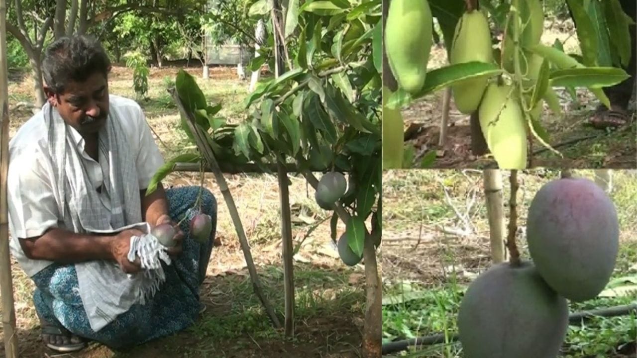 Odisha Mangoes: ৩ লক্ষ টাকা এক কেজি আমের দাম! বাংলার দুয়ারে বেড়ে উঠছে ...