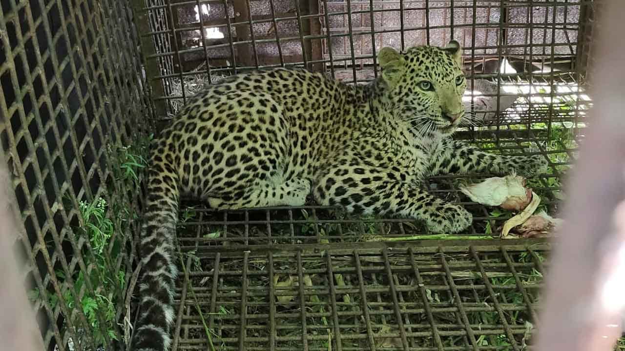 Leopard Recovered: বিন্নাগুড়ি সেনাছাউনিতে খাঁচাবন্দি চিতাবাঘ - Bengali ...