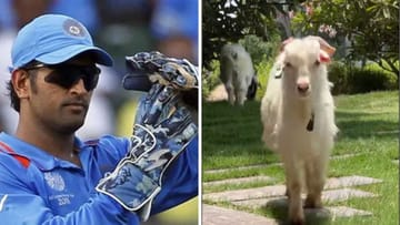 MS Dhoni: G.O.A.T ধোনির ফার্ম হাউসে হঠাৎ ঢুকে পড়ল ছাগল! - MS Dhoni ...