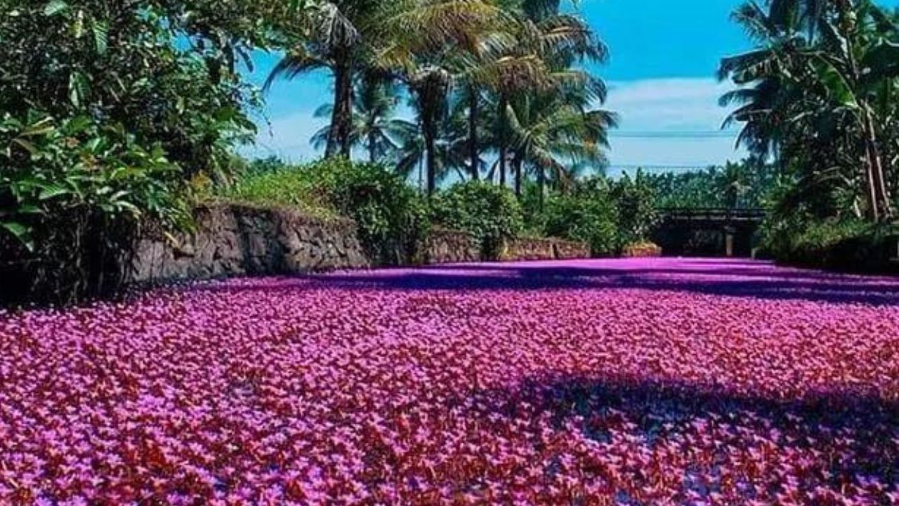 Pink River in India: নেটপাড়ায় ভাইরাল গোলাপী এই নদী, 'ঈশ্বরের আপন দেশে ...