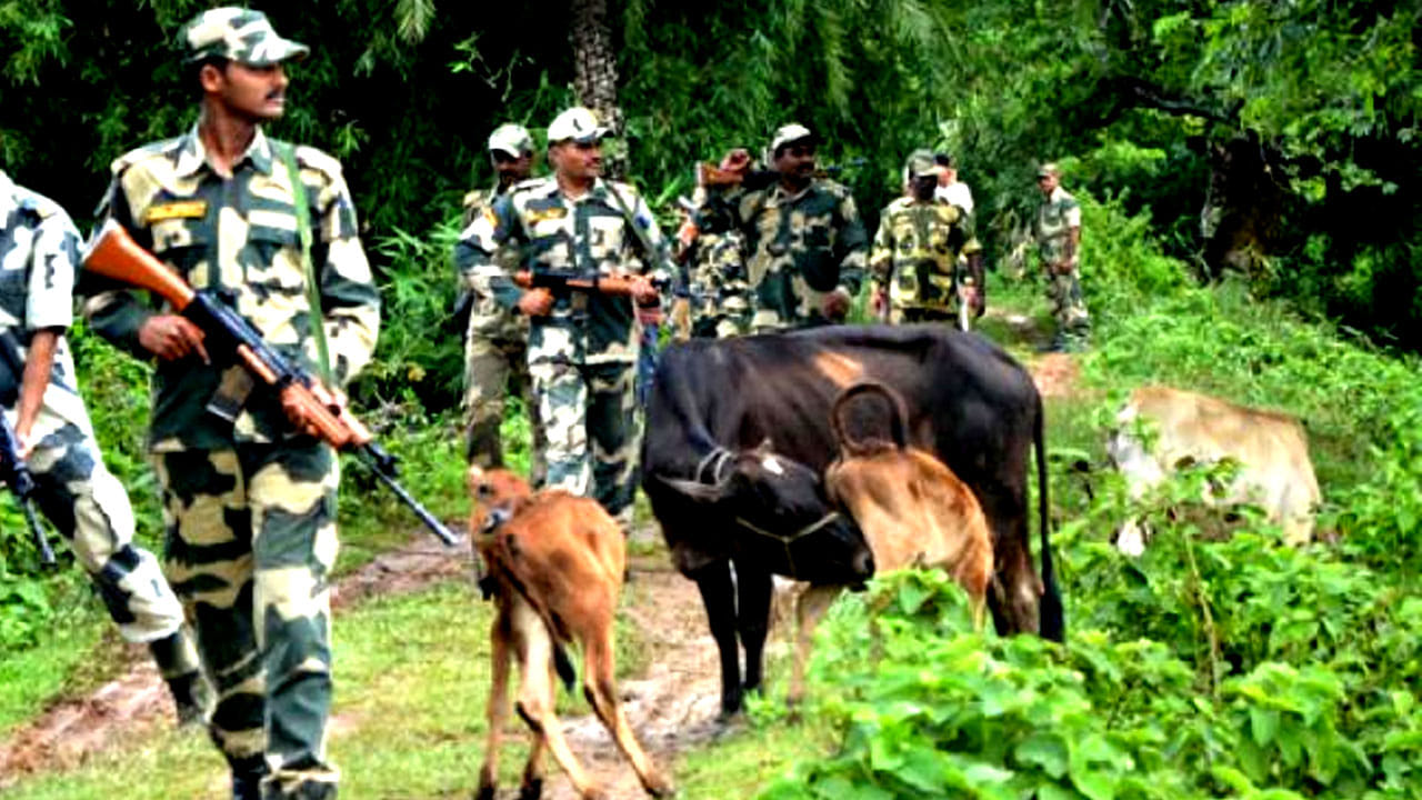 Cow Smuggling: গরু পাচার রুখতে কী করছে BSF? স্বরাষ্ট্র মন্ত্রককে ...