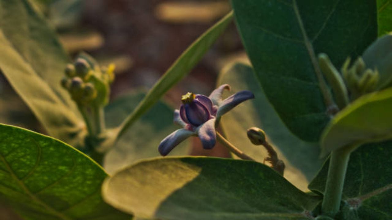 মহাদেবের পুজো ছাড়াও যে সব কাজে লাগে আকন্দ – TV9Bangla