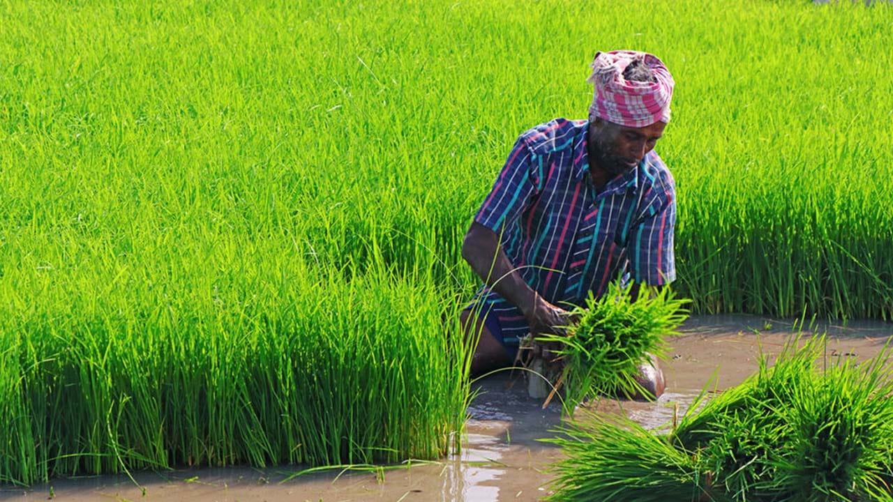 MSP: কেন্দ্রের দেওয়া ধানের দামে সায় নেই ১৪ রাজ্যের, পশ্চিমবঙ্গ দাম ...