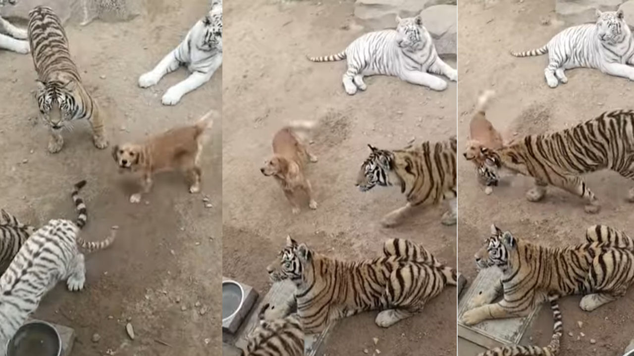 Viral Video: ভিডিয়ো: শের বনাম সারমেয়! ৬-৭টি বাঘের সামনে কুকুরের এমন ...