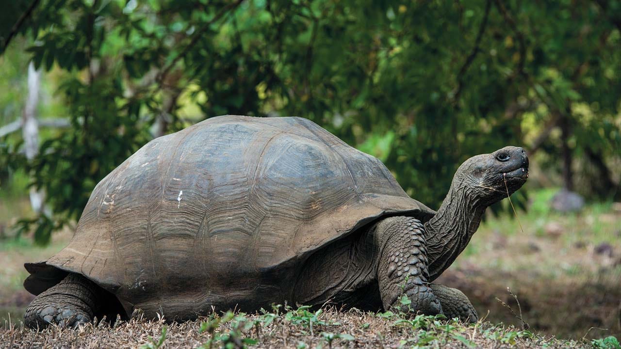 Turtle: সল্টলেকের ভেড়িতে মিলল ৩২ কেজি ওজনের বিশালাকার কচ্ছপ - Bengali ...