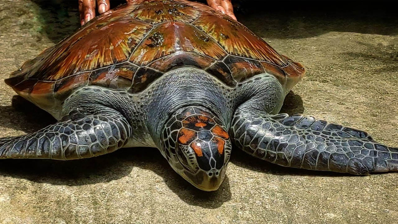 Wildlife: আটলান্টিক মহাসাগরের বিরল প্রজাতির কচ্ছপের দেখা মিলল ...