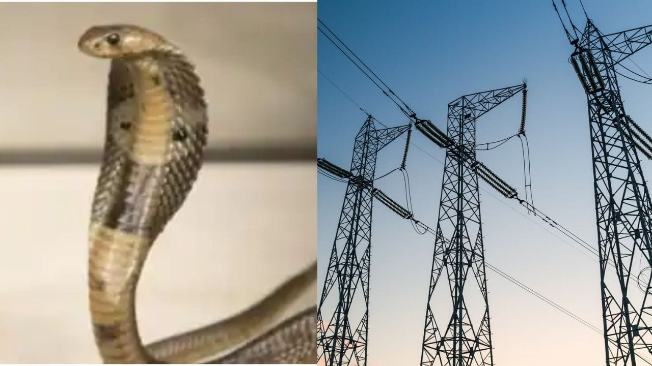 Power Outrage: লোডশেডিংয়ের কারণ সাপ, অন্ধকারে ডুবে শহরের ১০ হাজার ...