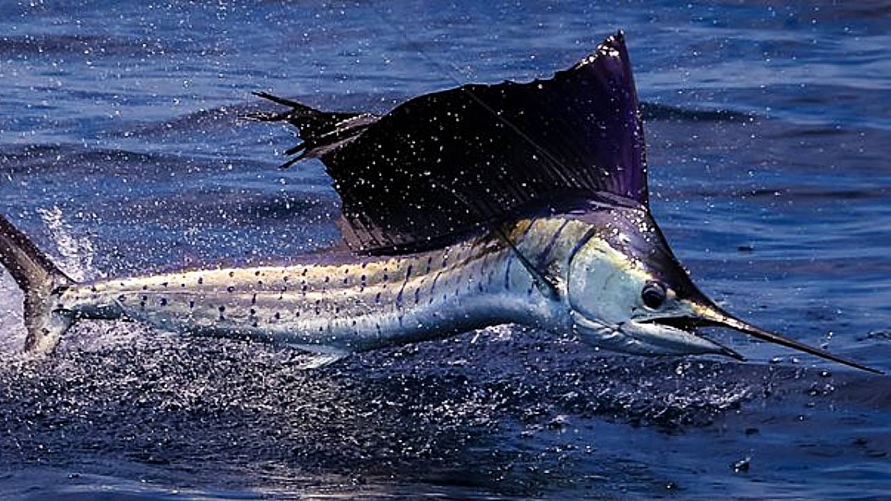 Florida Sailfish Attack: 'খুনে মাছ' আচমকা জল থেকে লাফিয়ে মহিলার ...