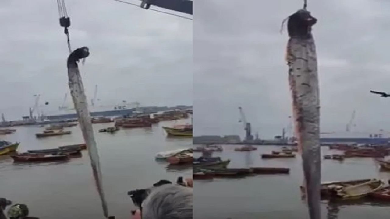 Viral Video: 16 ফুটের দৈত্যাকার মাছের সন্ধান মিলল, 'সুনামি অবশ্যম্ভাবী ...