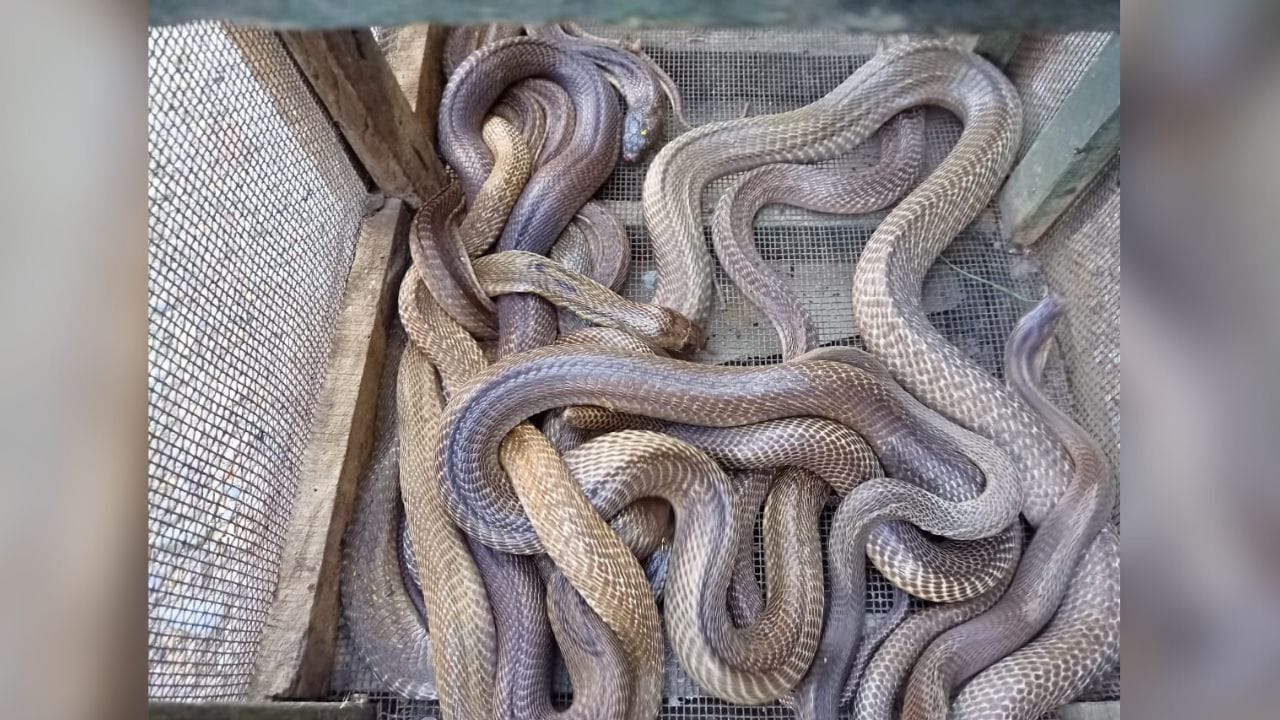 Snake : কারও বাড়িতে, কোথাও দোকানে, ১২টি গোখরো উদ্ধার ধূপগুড়িতে | 12 ...