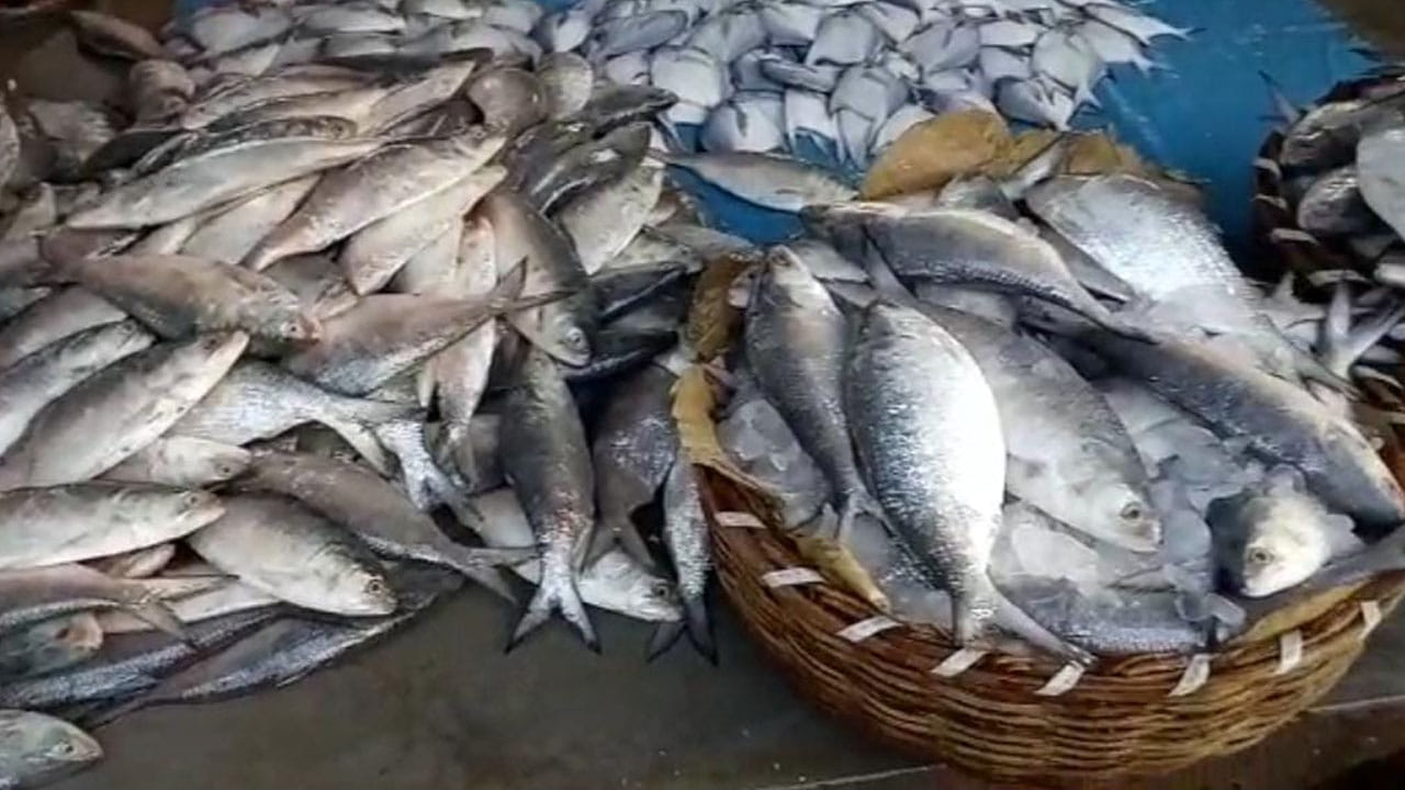 Hilsa Fish: পর্যাপ্ত ইলিশ না পেয়ে হতাশ দিঘার মৎস্যজীবীরা! বৃষ্টির ...