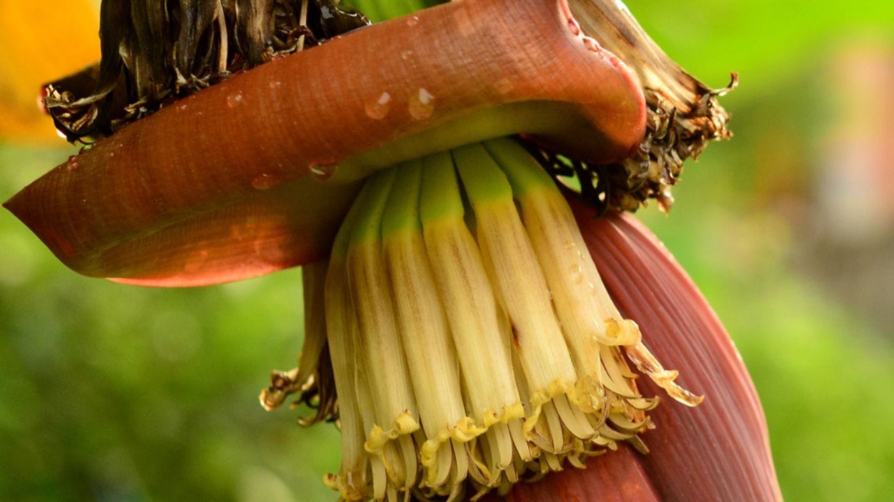 Health Benefits of Banana Flower: মেদ ঝরবে হু হু করে! হাড়ের ক্ষয় থেকে ...