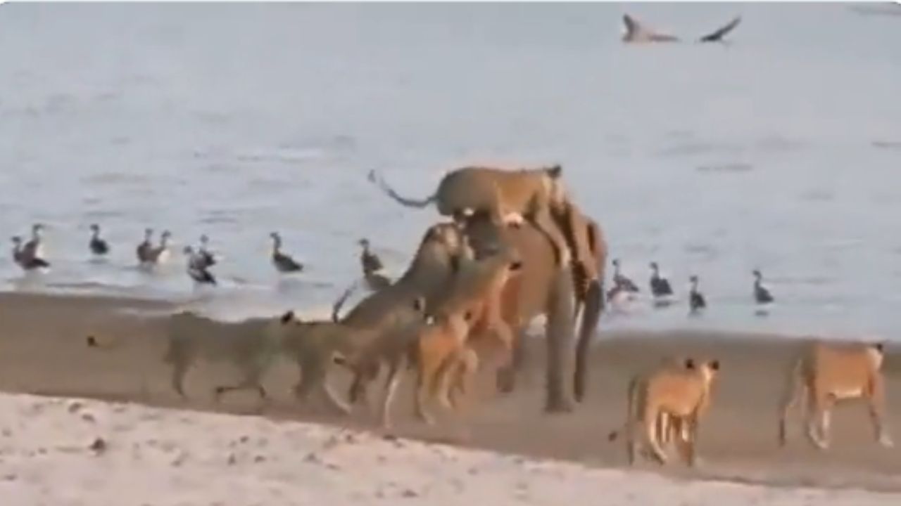 Viral Video: একটা হাতিকে ঘিরে রয়েছে ১৪টা সিংহের দল, শেষ অবধি যা ঘটল ...