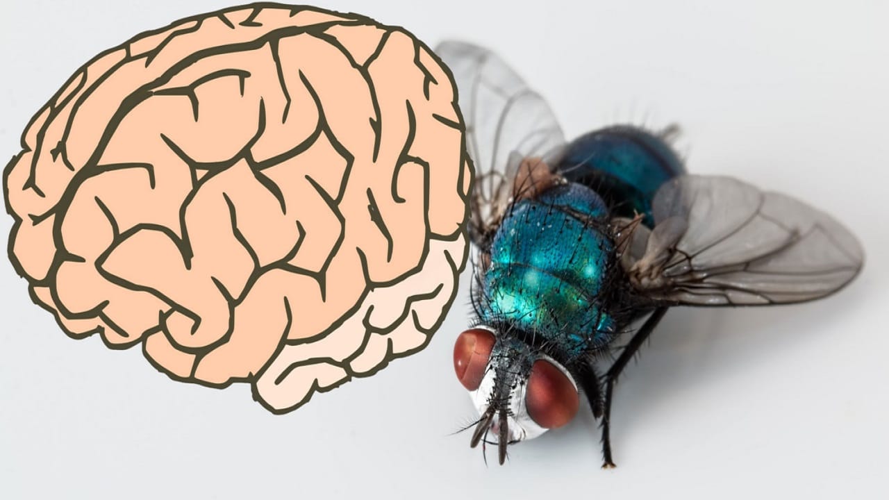 Flies Brain Hacked: এক মানুষ থেকে অন্যের মস্তিষ্ক মারফত যোগাযোগ স্থাপনে ...