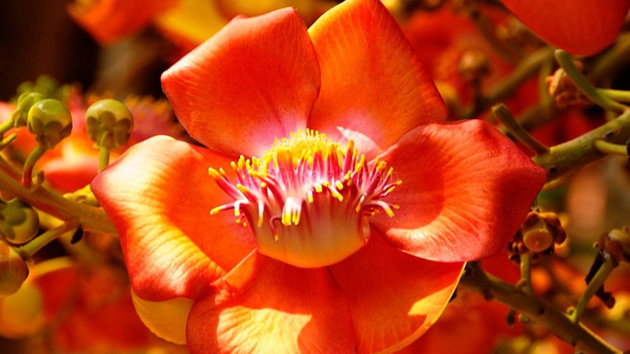 Shivlingi Flowers: এক যুগ পর ফের ফুটেছে শিবলিঙ্গি ফুল! পিরিয়ডস বা ...