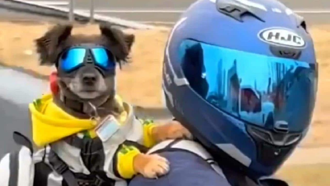 Dog Bike Ride: চোখে সানগ্লাস, পরনে হুডি, কেতাদুরস্ত লুকে বন্ধুর বাইকে ভ্রমণে পোষ্য কুকুর ...