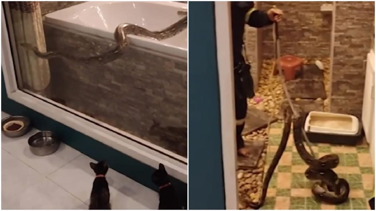 Viral Video: বাথরুমে ১২ ফুটের বিশাল পাইথন! ভয় দেখিয়ে গেল দুই ...