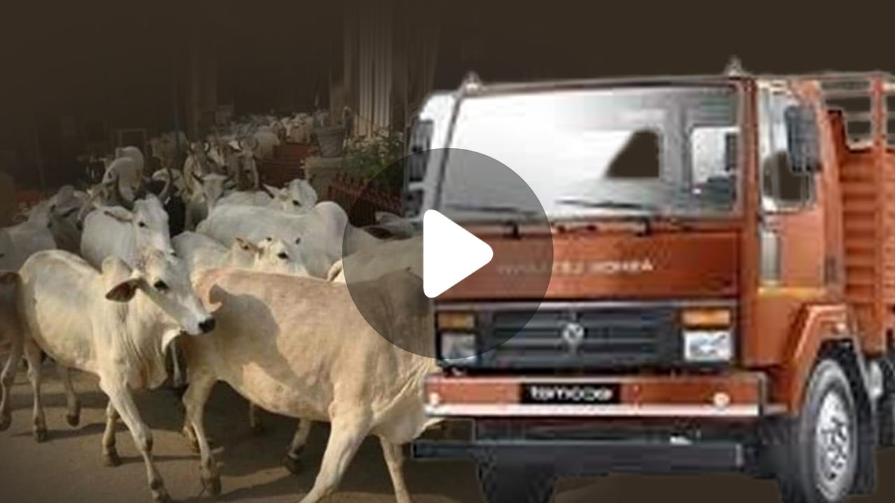 Birbhum Cow Smuggling: পাচারের আগেই আটক ৪৮ গরু, 'চাঁইবিহীন' কেষ্ট-ভূমে ...