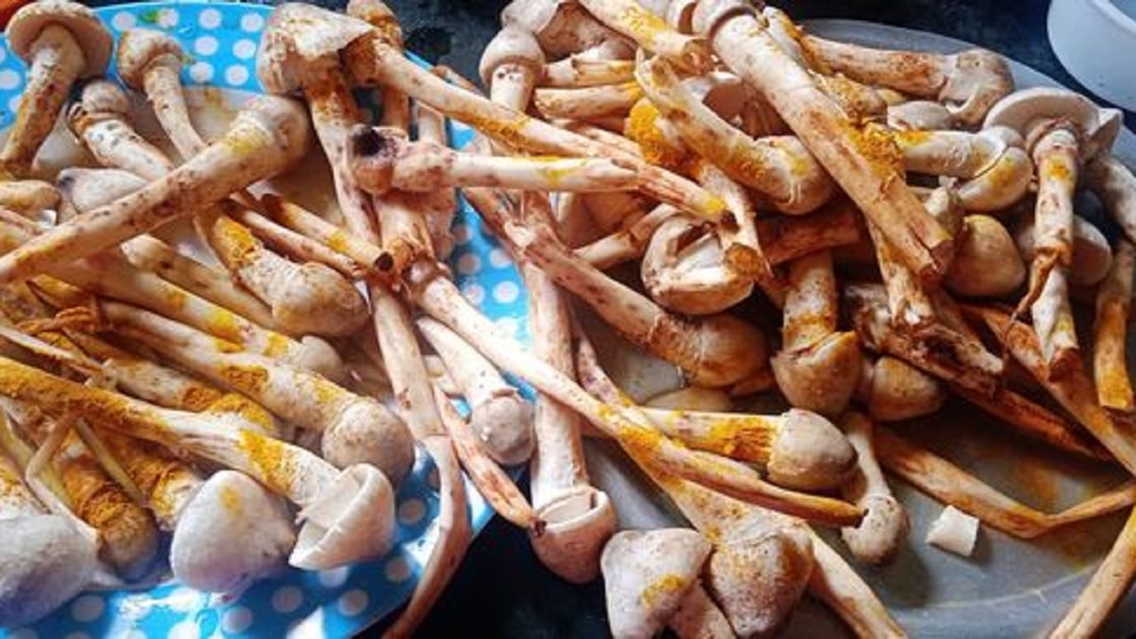 Durga Chatu: বছরের এই একটা সময়েই পাওয়া যায় দুগ্গাছাতু, উপকারিতায় ...