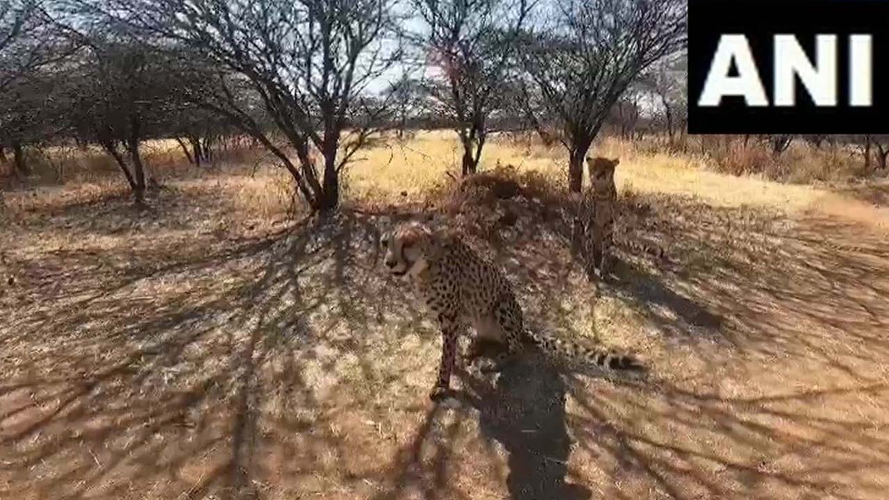 African Cheetahs: নামিবিয়া থেকে ভারতে আনা হবে ৮ চিতাকে, দেখুন সেই ...