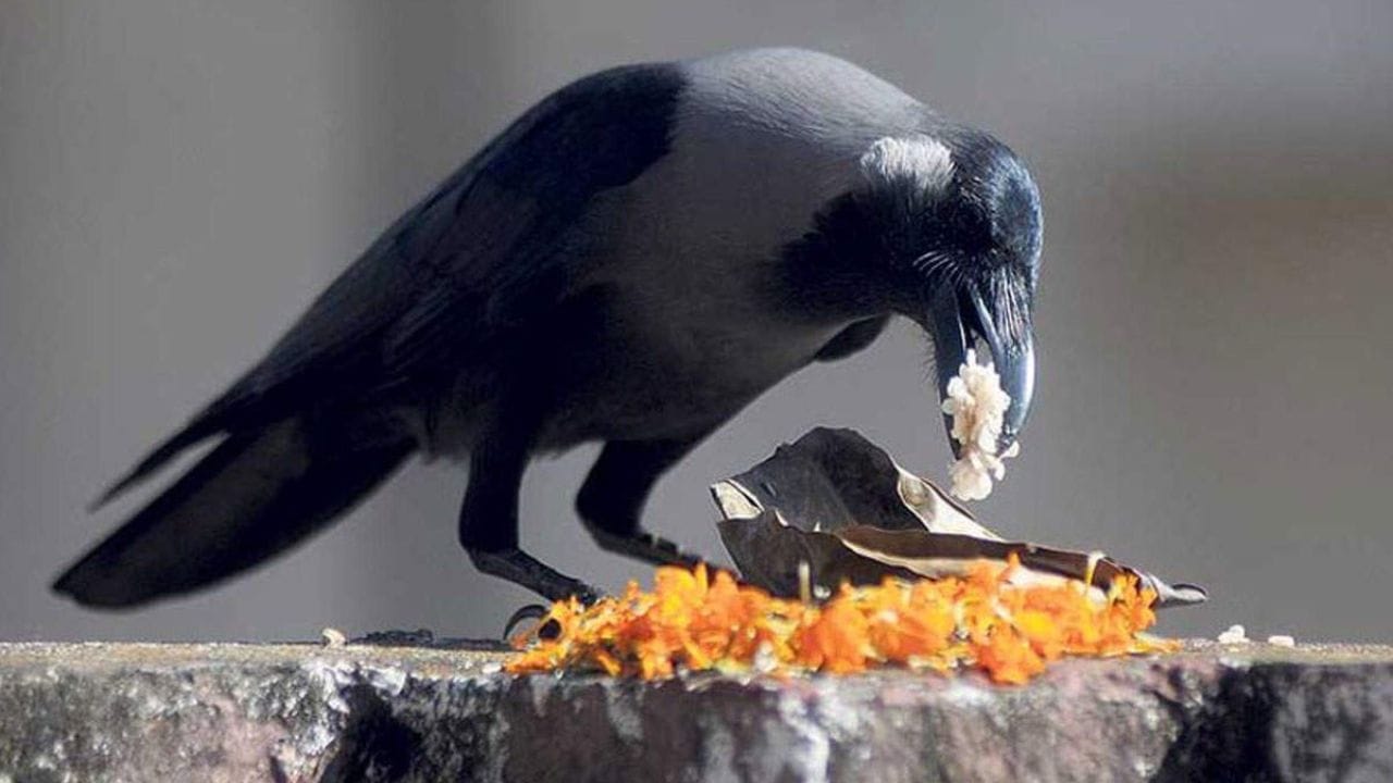 Garuda Purana:এই জীবনে এমন কাজ করেই পরজন্মে কাক হয়ে জন্মাতে হতে পারে ...