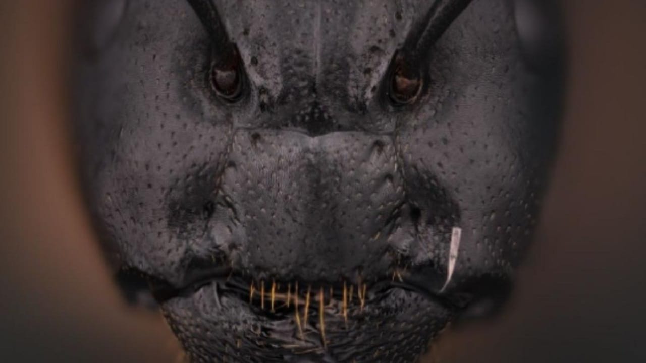 ANT Super Magnified Face: কার ছবি বুঝতে পারছেন? ছোট্ট পিঁপড়ের মুখ যে ...