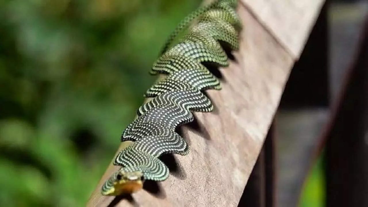 Flying Snakes: মানুষ দেখলেই যত গতি! কীভাবে পাখির মতো উড়তে পারে এই ...
