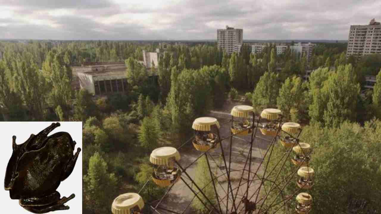 Black Frog: সবুজ ব্যাঙ হয়ে গিয়েছে কুচকুচে কালো, বিপর্যয়ের ৩৬ বছর পরও ...