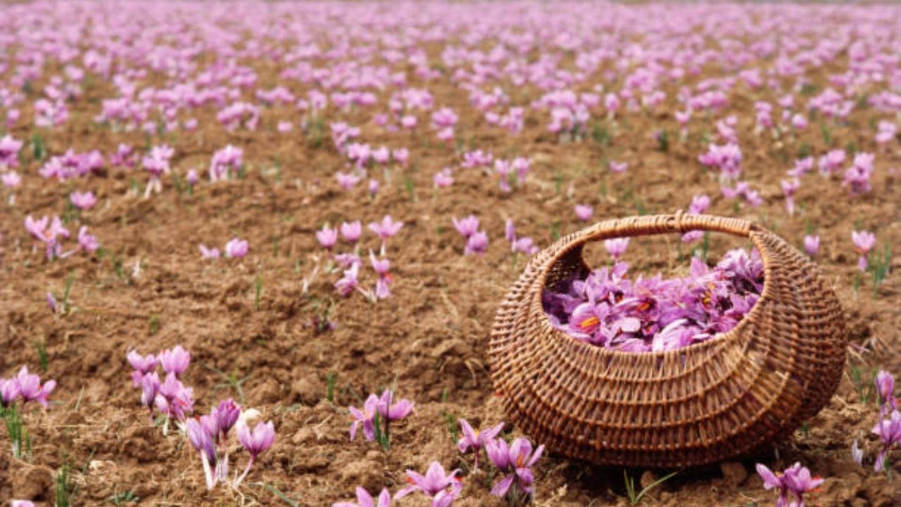 Saffron Festival: ভূস্বর্গ সেজে উঠেছে জাফরানে, পালিত হচ্ছে হারভেস্ট ...