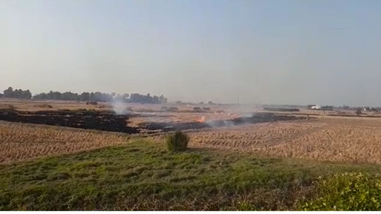 Hooghly: আগুন জ্বালিয়ে দেওয়া হচ্ছে হুগলি একাধিক জেলার ধান জমিতে ...