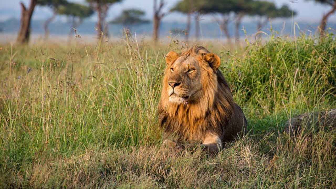 West Bengal Tourism: বছর শেষে নতুন প্রাপ্তি! বেঙ্গল সাফারি পার্কে নয়া ...