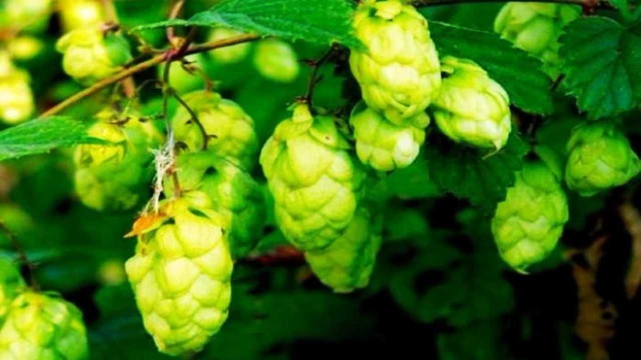 Most Expensive Vegetable: ১ কেজির দাম ৮৫,৬১৪ টাকা! এটাই বিশ্বের সবথেকে ...