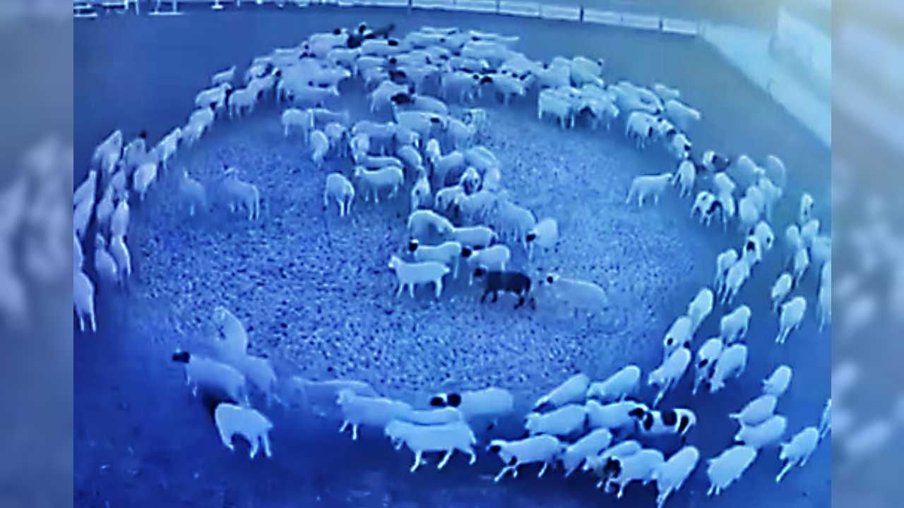 China: বৃত্তাকারে ঘুরেই চলেছে এক পাল ভেড়া, চৈনিক রহস্যের নেপথ্যে কোন ...