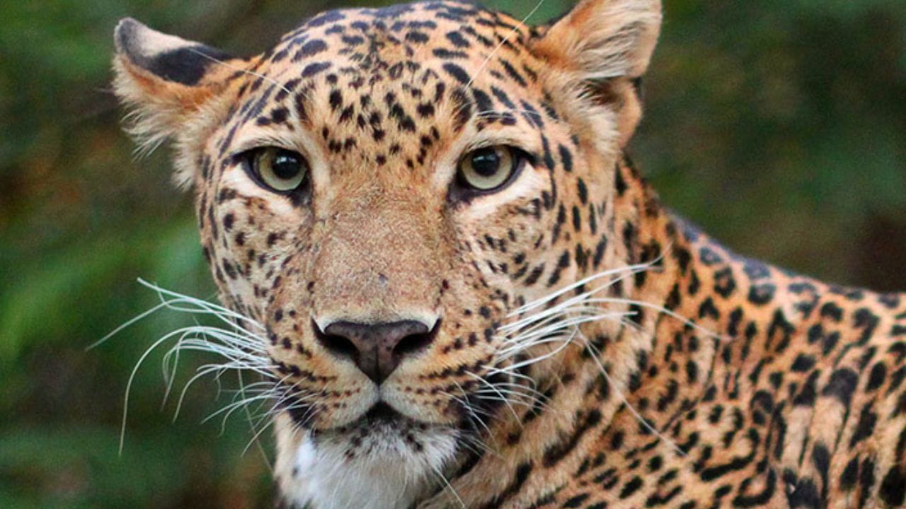 Leopard: ঘরের ভিতর দাঁড়িয়ে পূর্ণবয়স্ক চিতা, আক্রান্ত ৩ - Bengali ...
