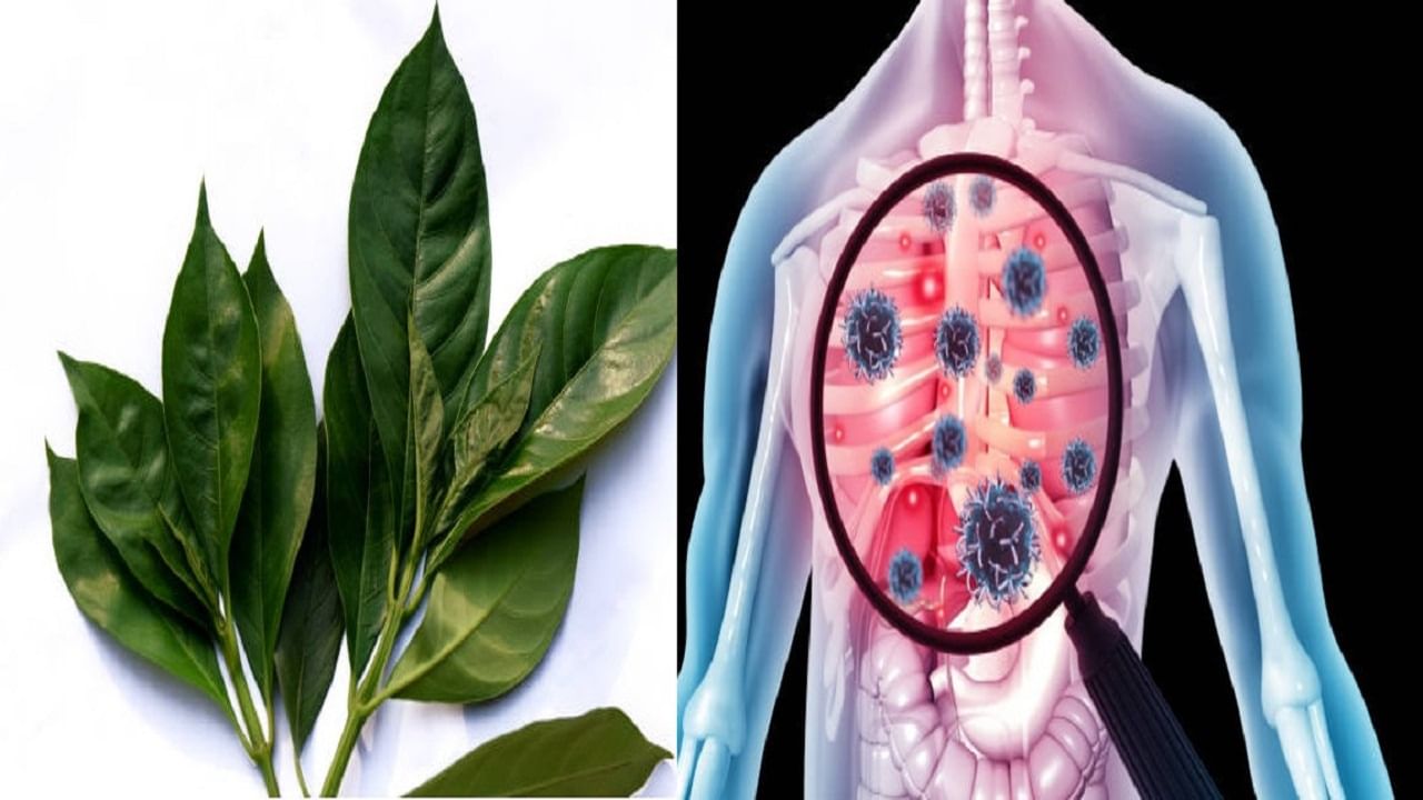 Basak pata: হঠাৎ ঠাণ্ডা লেগে কফ জমেছে বুকে? বাসক পাতাতেই লুকিয়ে সমাধান ...