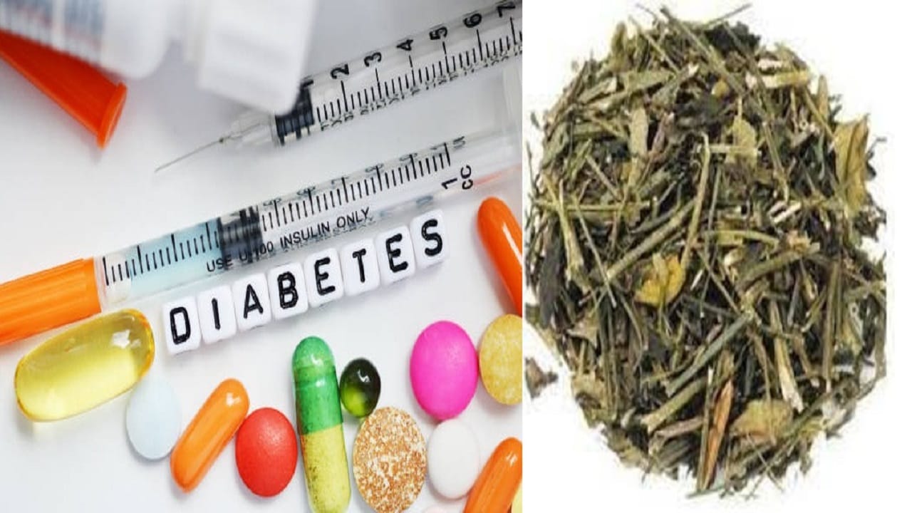 Diabetes: এই গাছের পাতা থেকে গোড়া পর্যন্ত চিবিয়ে খেলেই নিয়ন্ত্রণে ...
