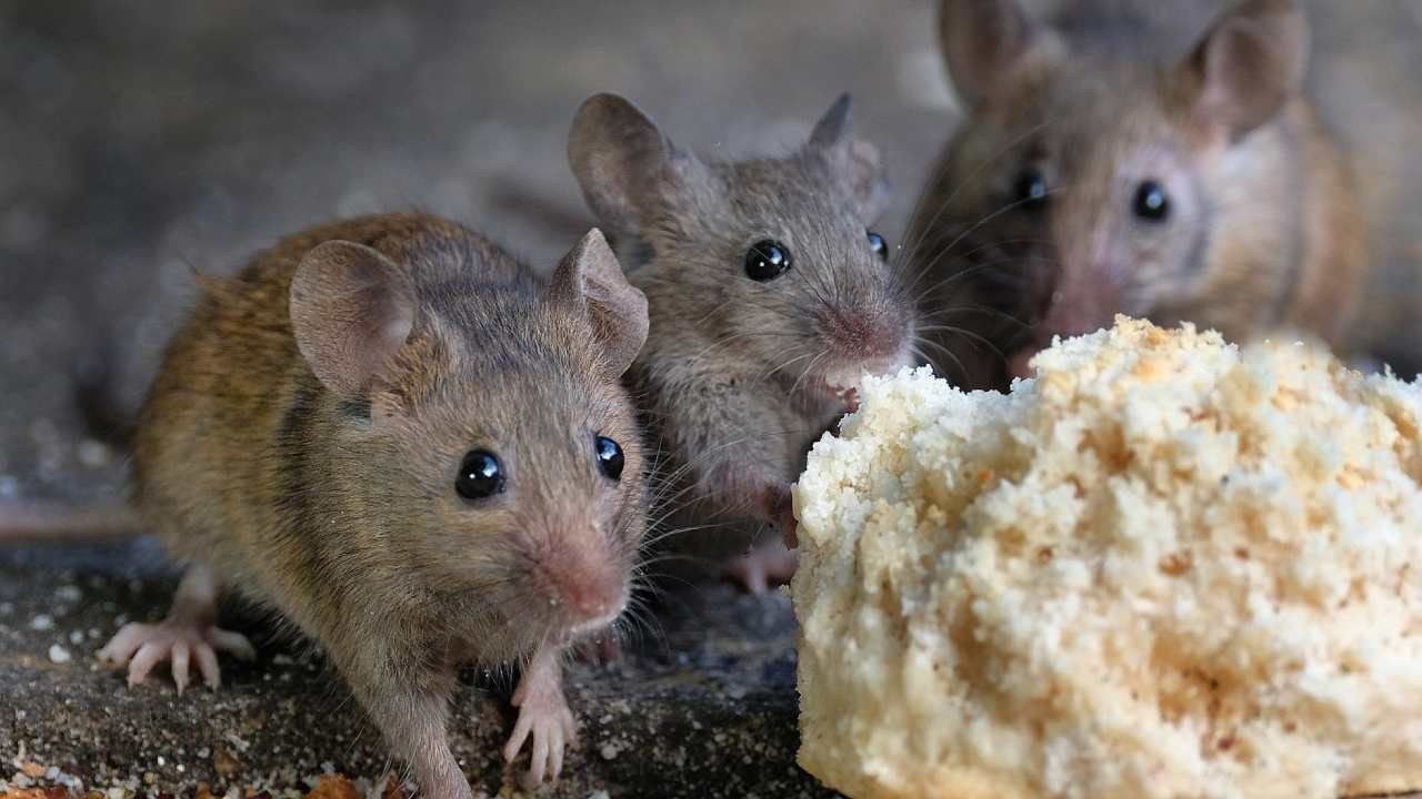 Marijuana: আদালতে চলছে গাঁজার মামলা, এদিকে ইঁদুরই খেল ৫০০ কেজি গাঁজা ...